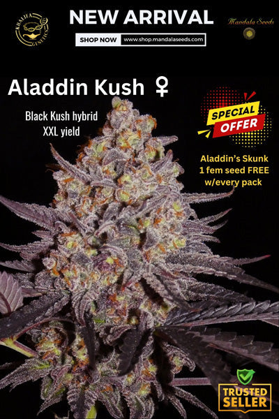 Black Beauty: Discover Black Marijuana Strains – Mandala Seeds Shop