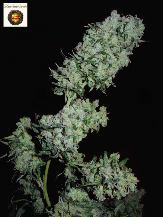 Mandala Seeds 20th Anniversary Feminized Editions – Mandala Seeds Shop