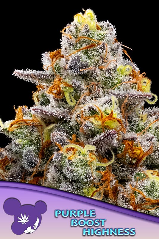 Purple Boost Highness – Mandala Seeds Shop