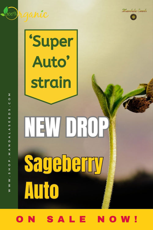 Mandala Seeds – Mandala Seeds Shop