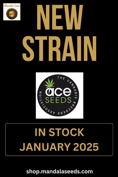 Ace Seeds New Strains 2025, Get 15% Off and Promo Seeds – Mandala Seeds ...