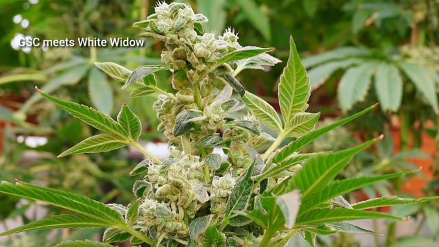 Space Cookies – Mandala Seeds Shop